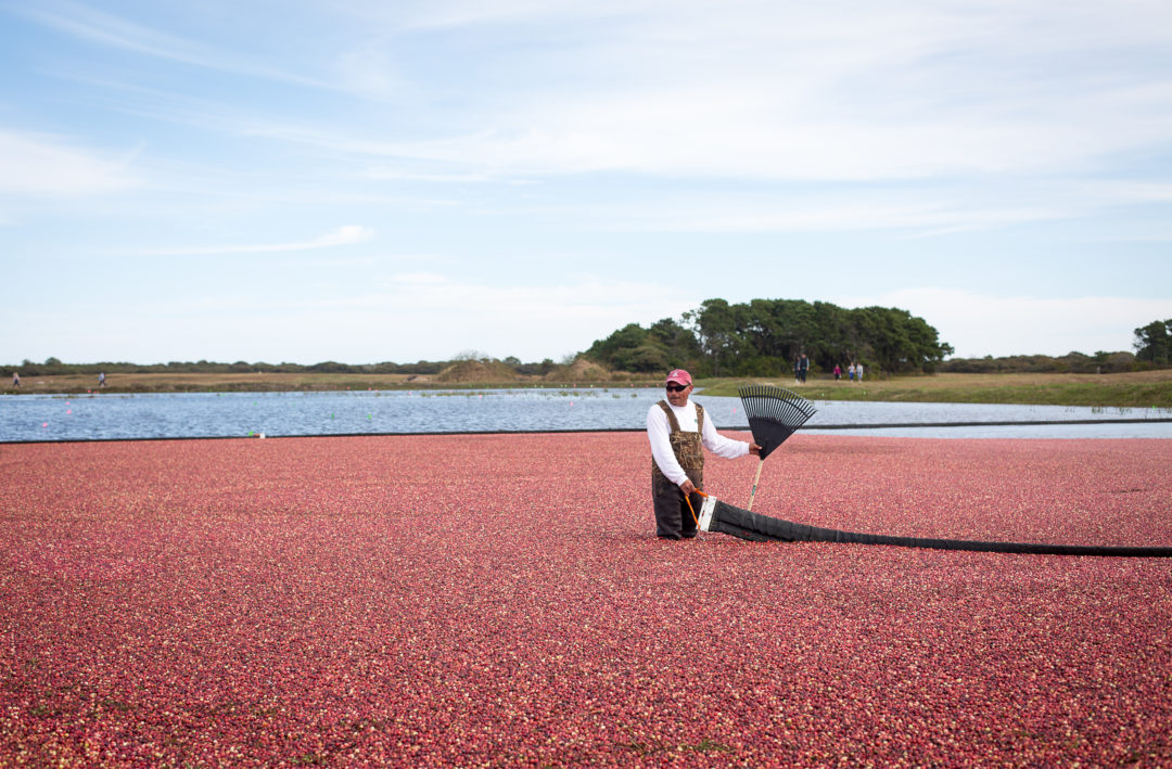 Nantucket Cranberry Festival 2018 - Fun, Food and Berries!