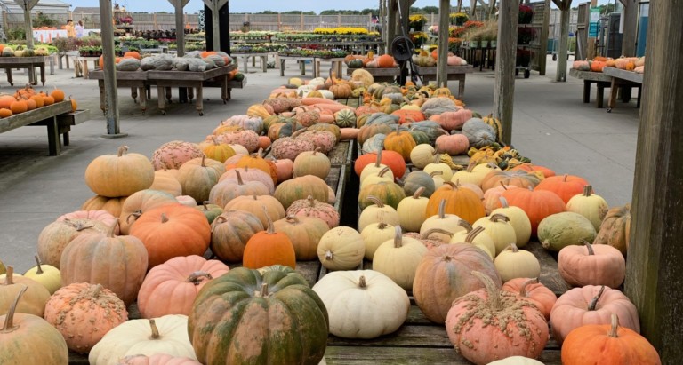 18 Ways to Celebrate Fall in Nantucket - Fisher Real Estate Nantucket