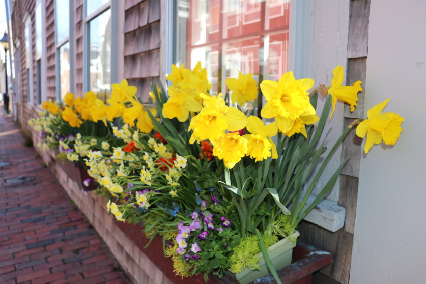 How to Make Perfect Nantucket Window Boxes - Fisher Real Estate Nantucket