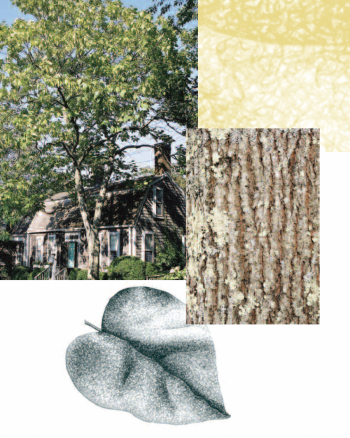 The Trees of Downtown Nantucket - Fisher Real Estate Nantucket
