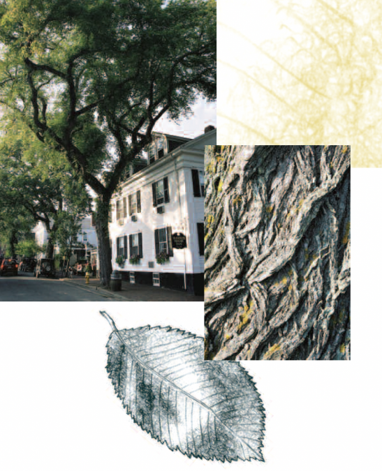 The Trees of Downtown Nantucket - Fisher Real Estate Nantucket