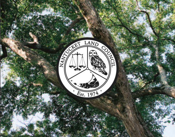 The Trees of Downtown Nantucket - Fisher Real Estate Nantucket