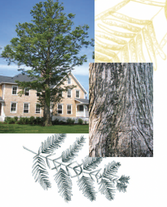 The Trees of Downtown Nantucket - Fisher Real Estate Nantucket