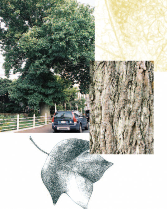 The Trees of Downtown Nantucket - Fisher Real Estate Nantucket