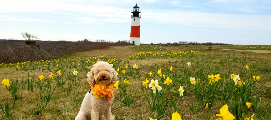 2026 Nantucket Calendar of Events - Fisher Real Estate Nantucket