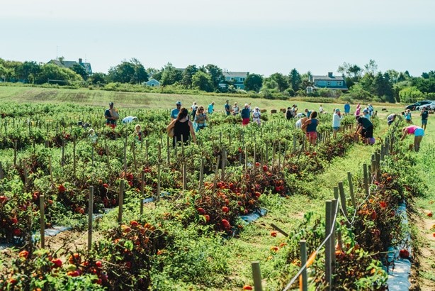 Bartlett's Farm Pick Your Own Tomatoes - Fisher Real Estate Nantucket
