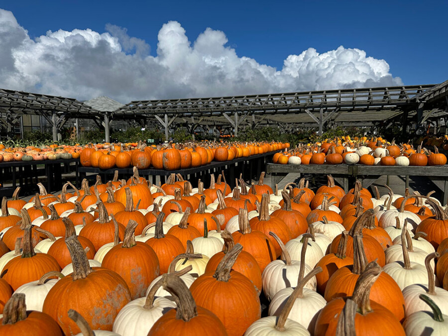 18 Ways to Celebrate Fall on Nantucket - Fisher Real Estate Nantucket