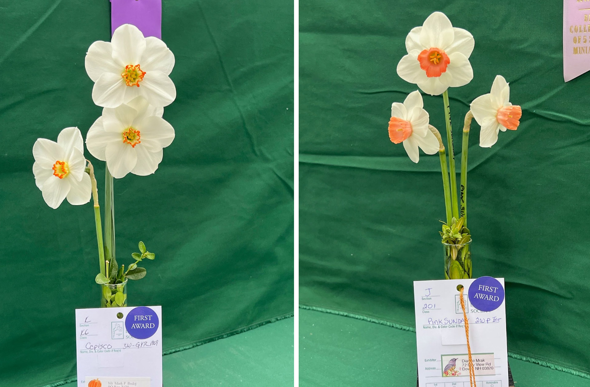 Roots of the Nantucket Daffodil Festival Weekend - Fisher Real Estate ...